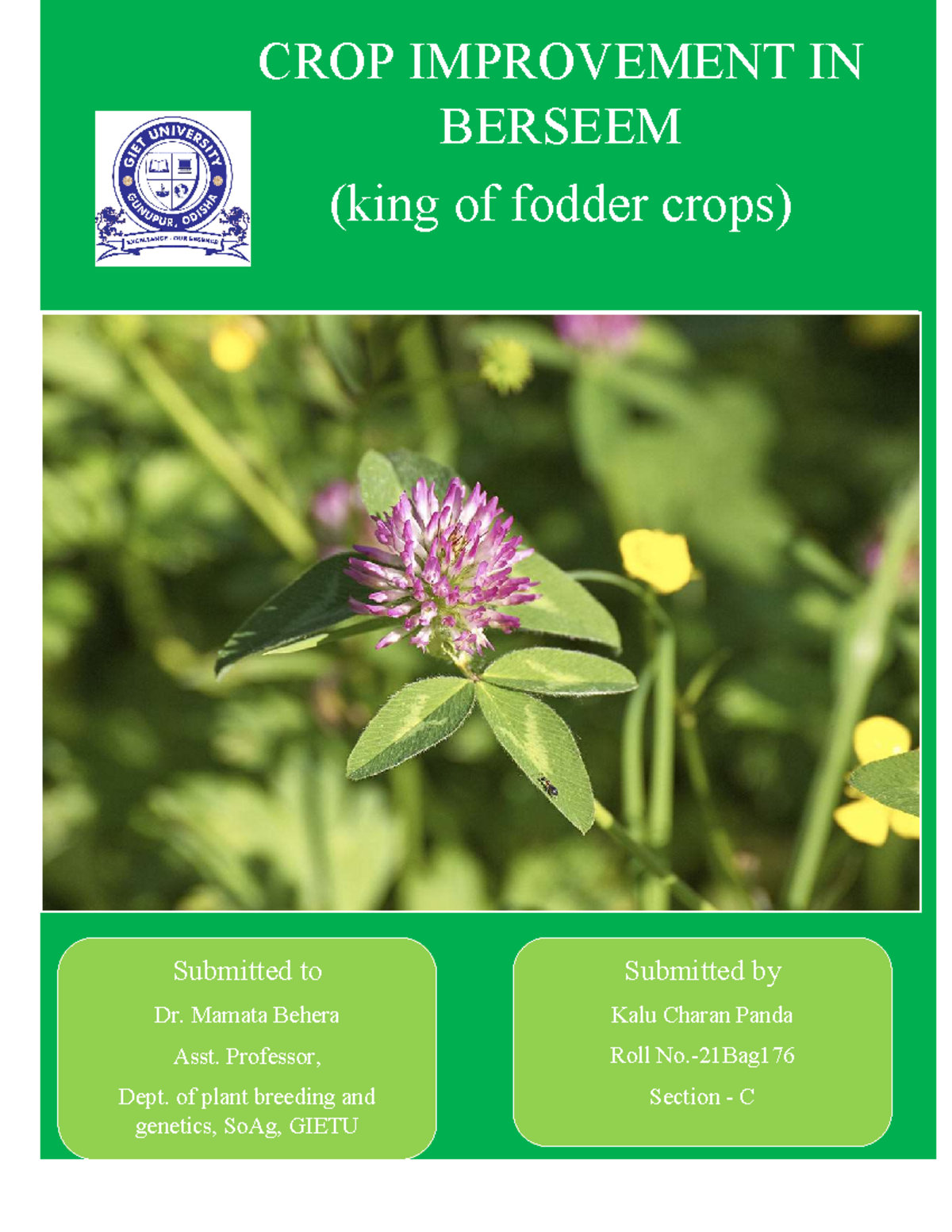 Berseem crop improvement - CROP IMPROVEMENT IN BERSEEM (king of fodder ...