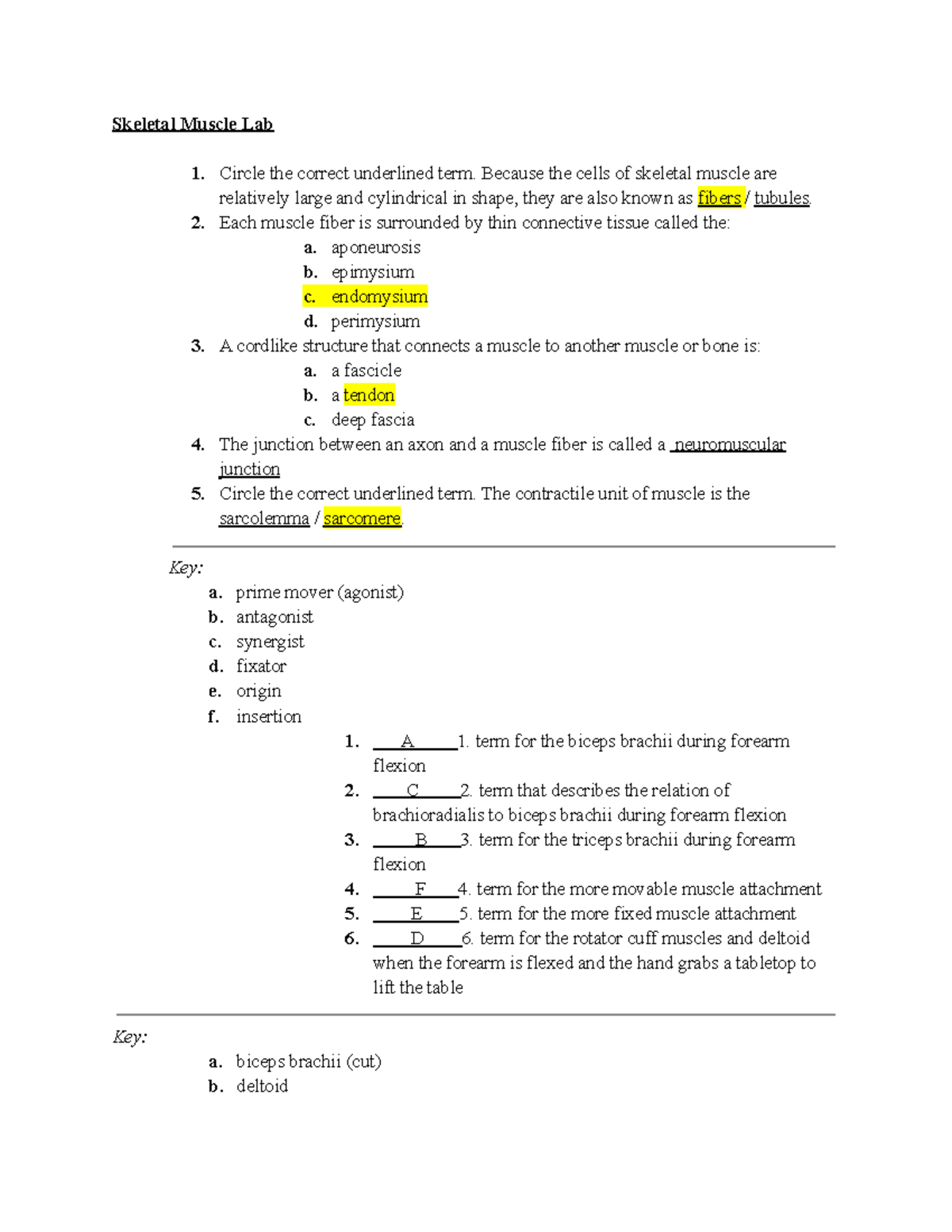 Lab - skeletal muscle - Skeletal Muscle Lab 1. Circle the correct ...