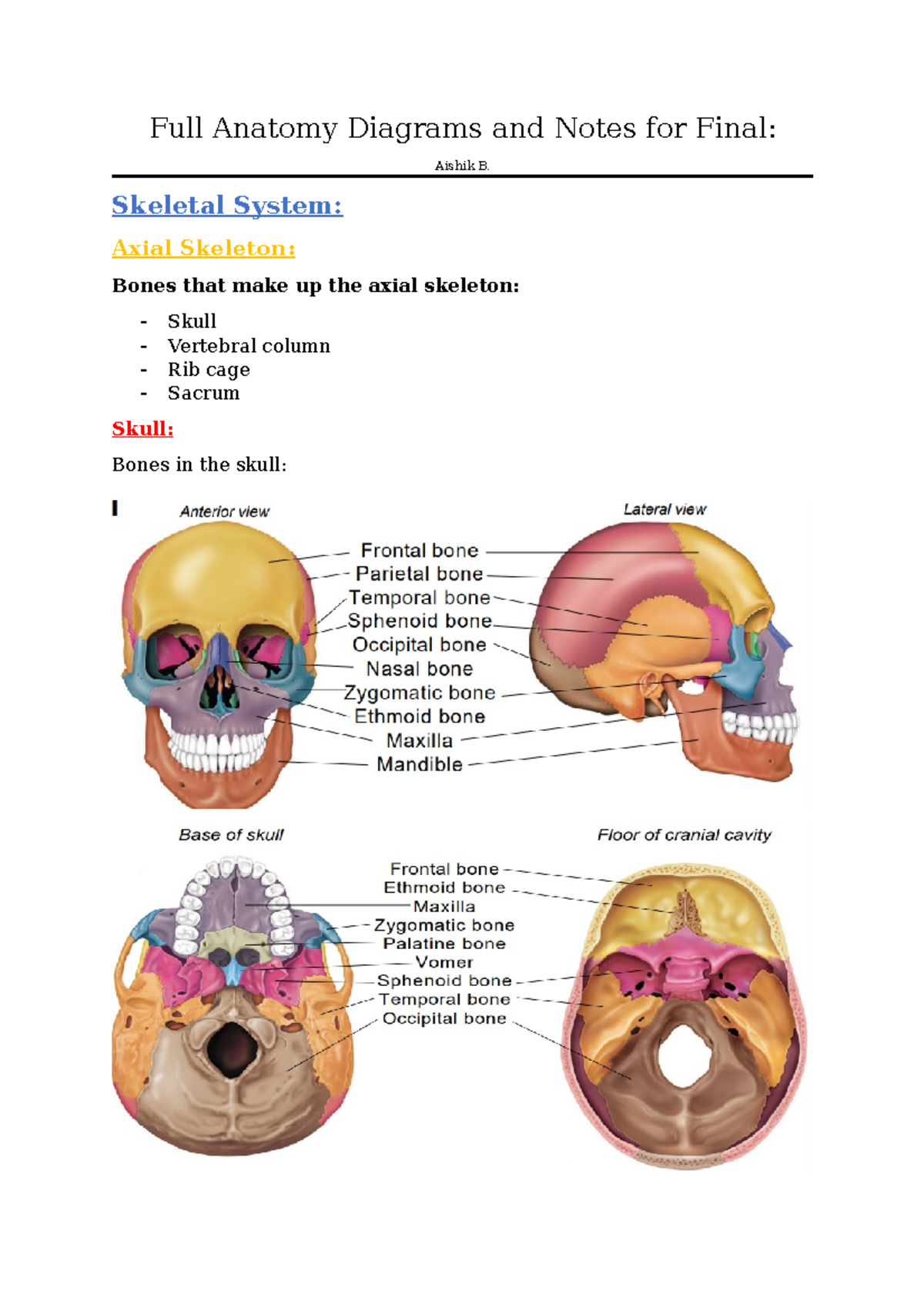 Full Anatomy Diagrams and Notes for Final - Skeletal System: Axial ...