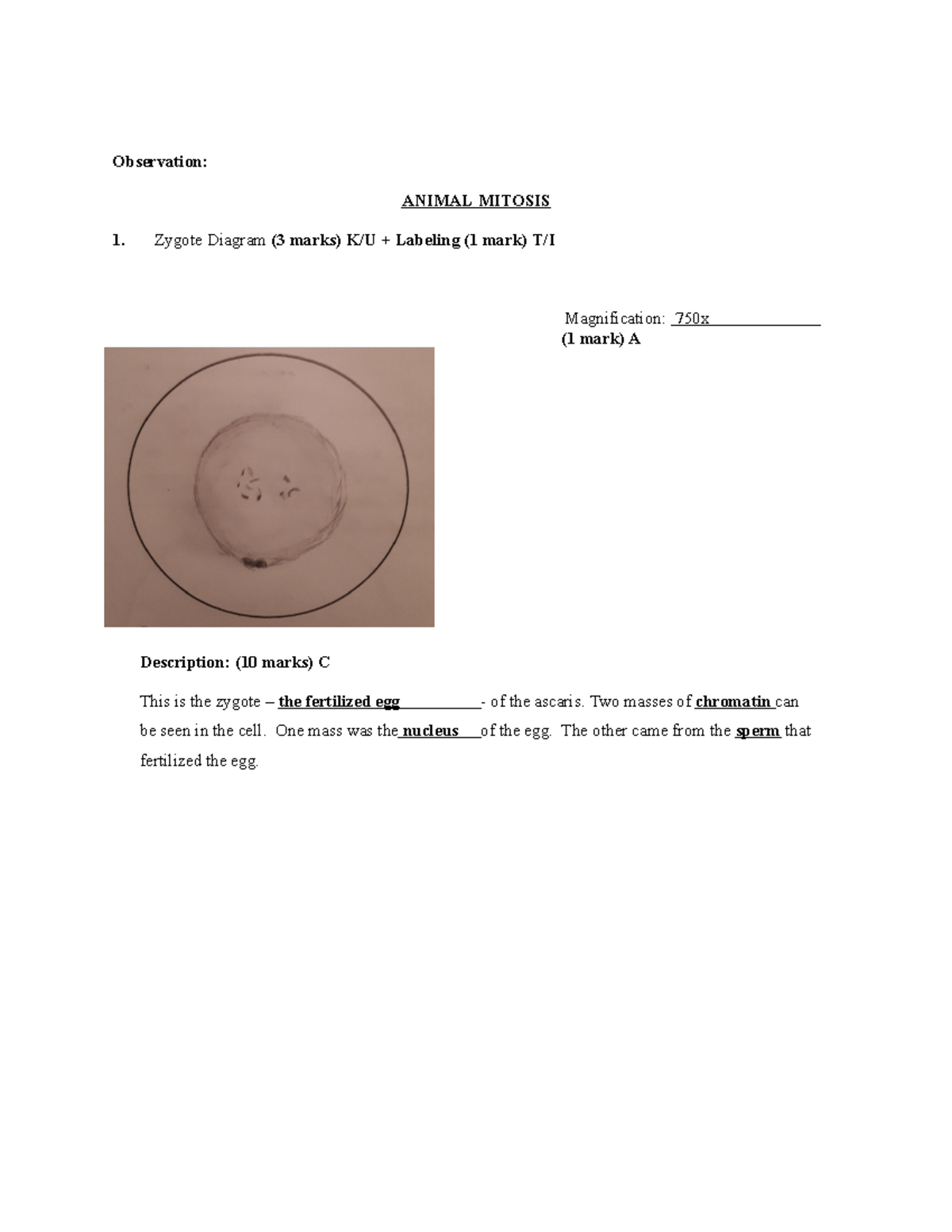 Lab-Mitosis - lab describing the process of mitosis - Observation ...