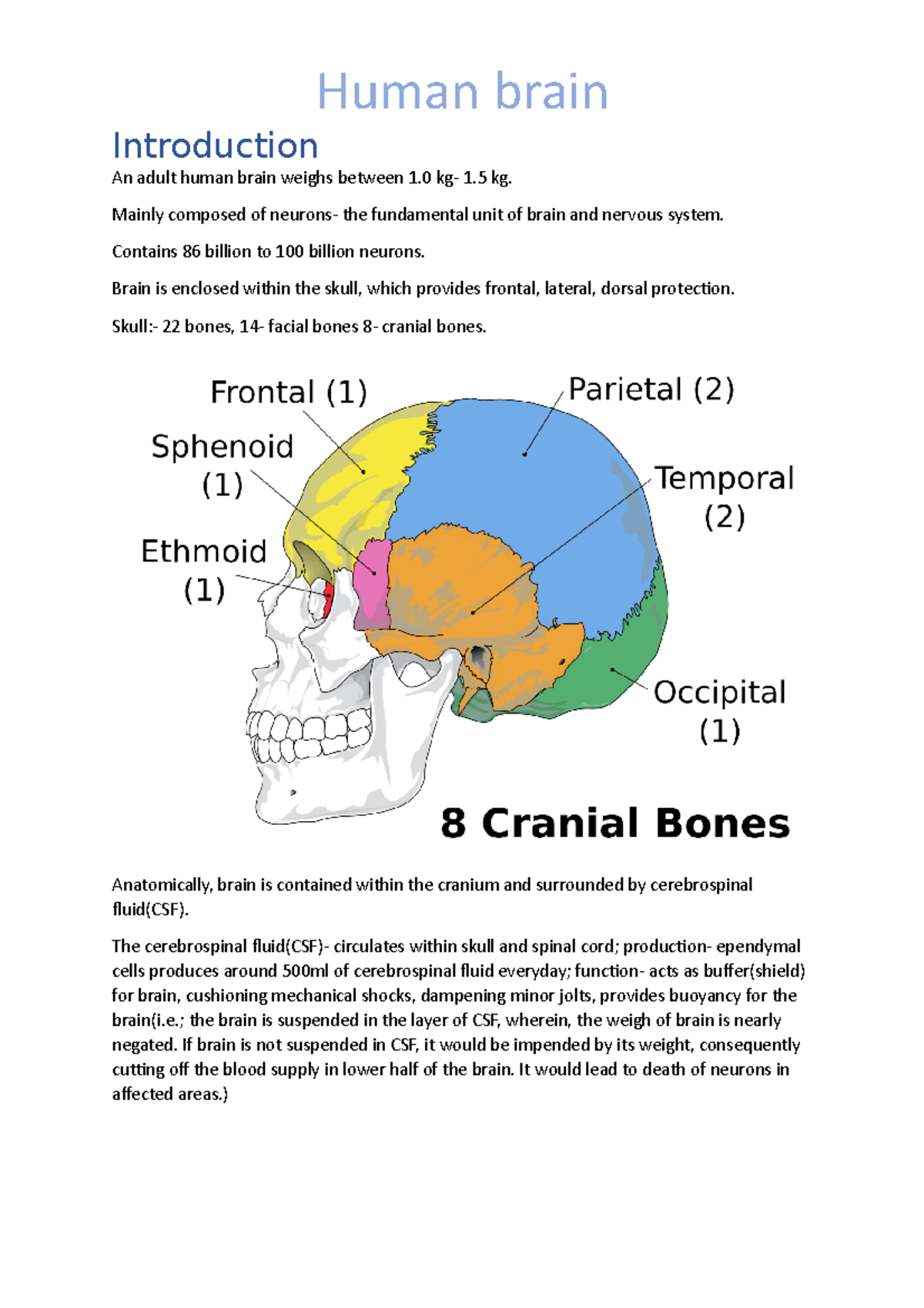 Human brain - Practice - Human brain Introduction An adult human brain ...