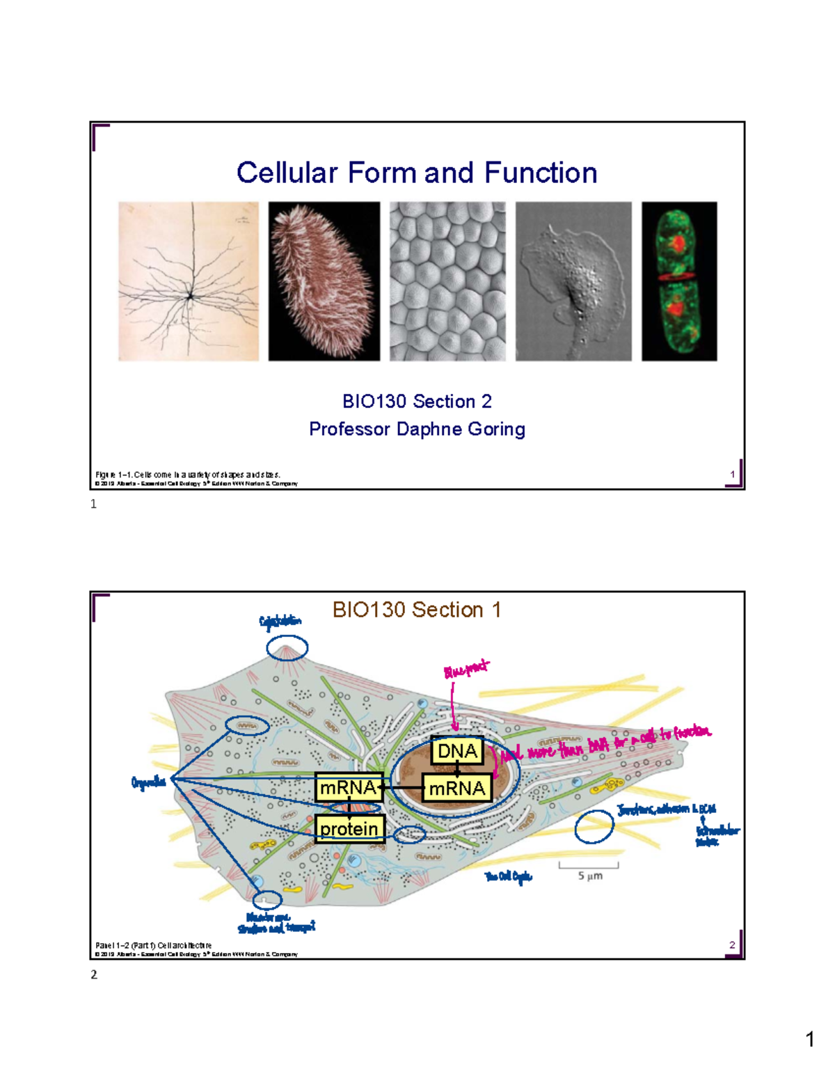 S2W1-2pp 2 - Bio130 section 2 week 1 - 1 BIO130 Section 2 Professor ...