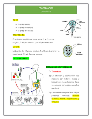Guía parasitologia - Guía parasitologia Enterobios Etiología Agente ...