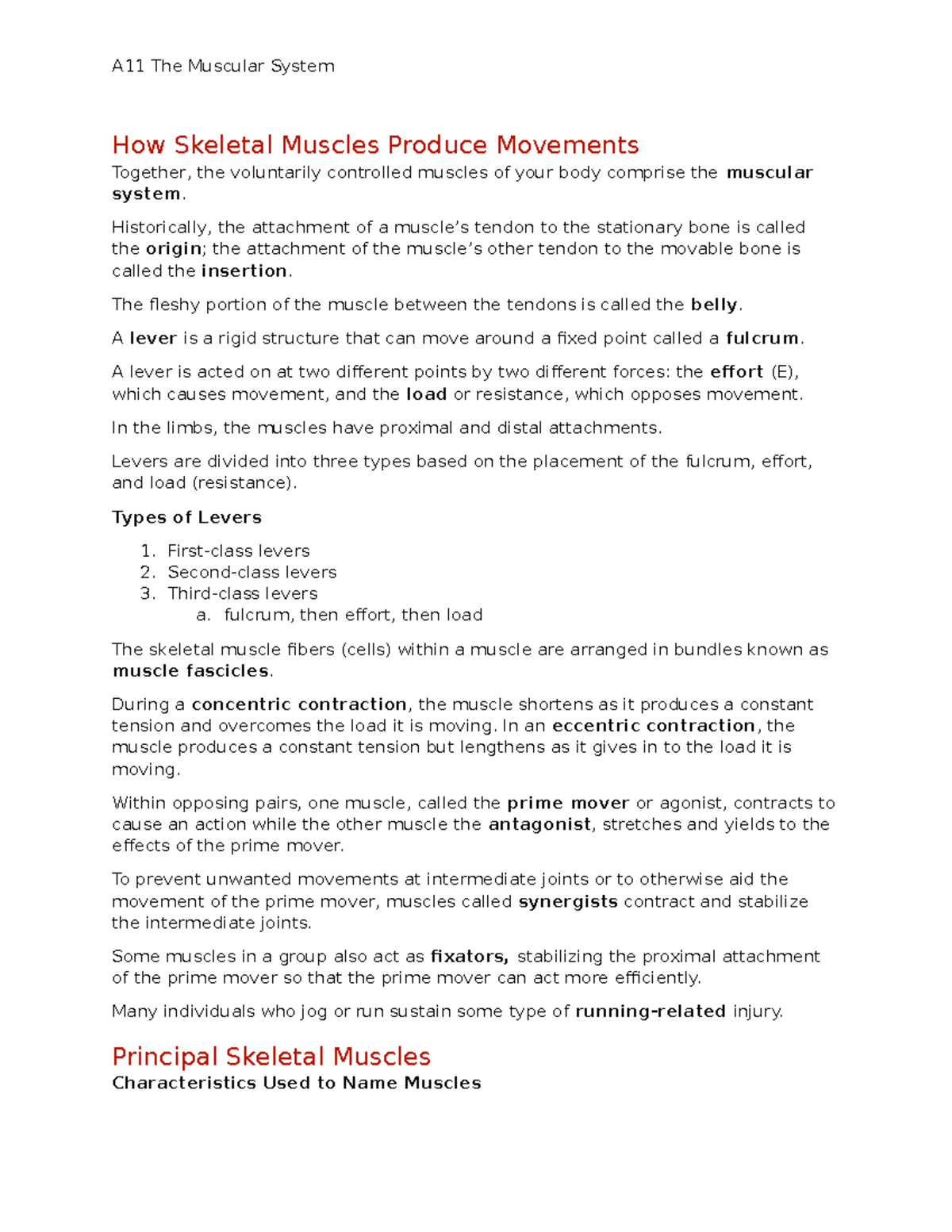 A11 The Muscular System - How Skeletal Muscles Produce Movements ...