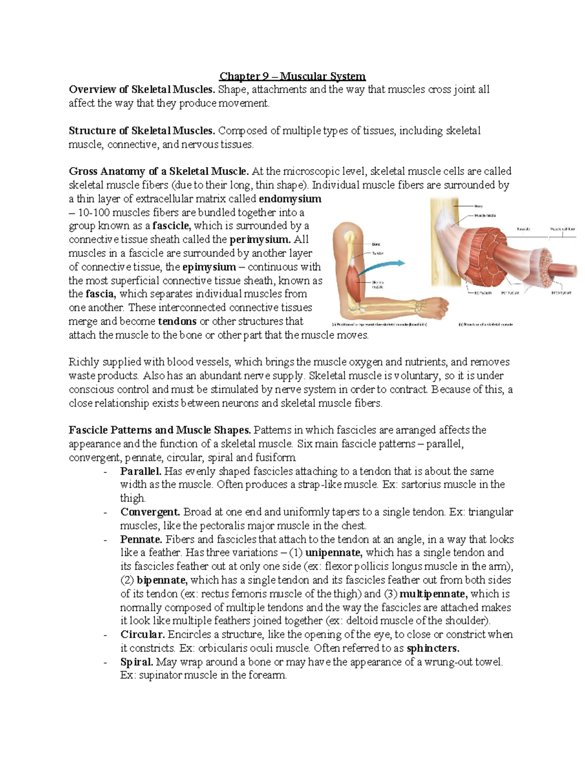 Chapter 9 - Muscular System -2 - Chapter 9 – Muscular System Overview ...