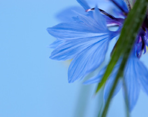 Pelvisanatomymcqs-180608193056 - Pelvis & Perineum Anatomy MCQs with ...