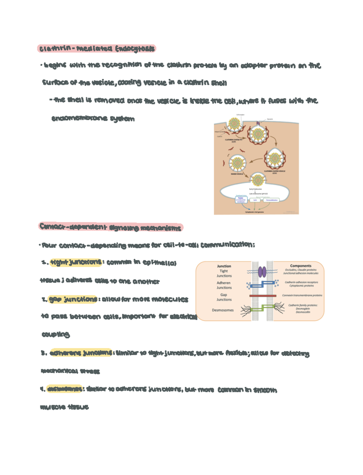 Intercellular Communication - clathrin mediated Endocytosis begins with ...