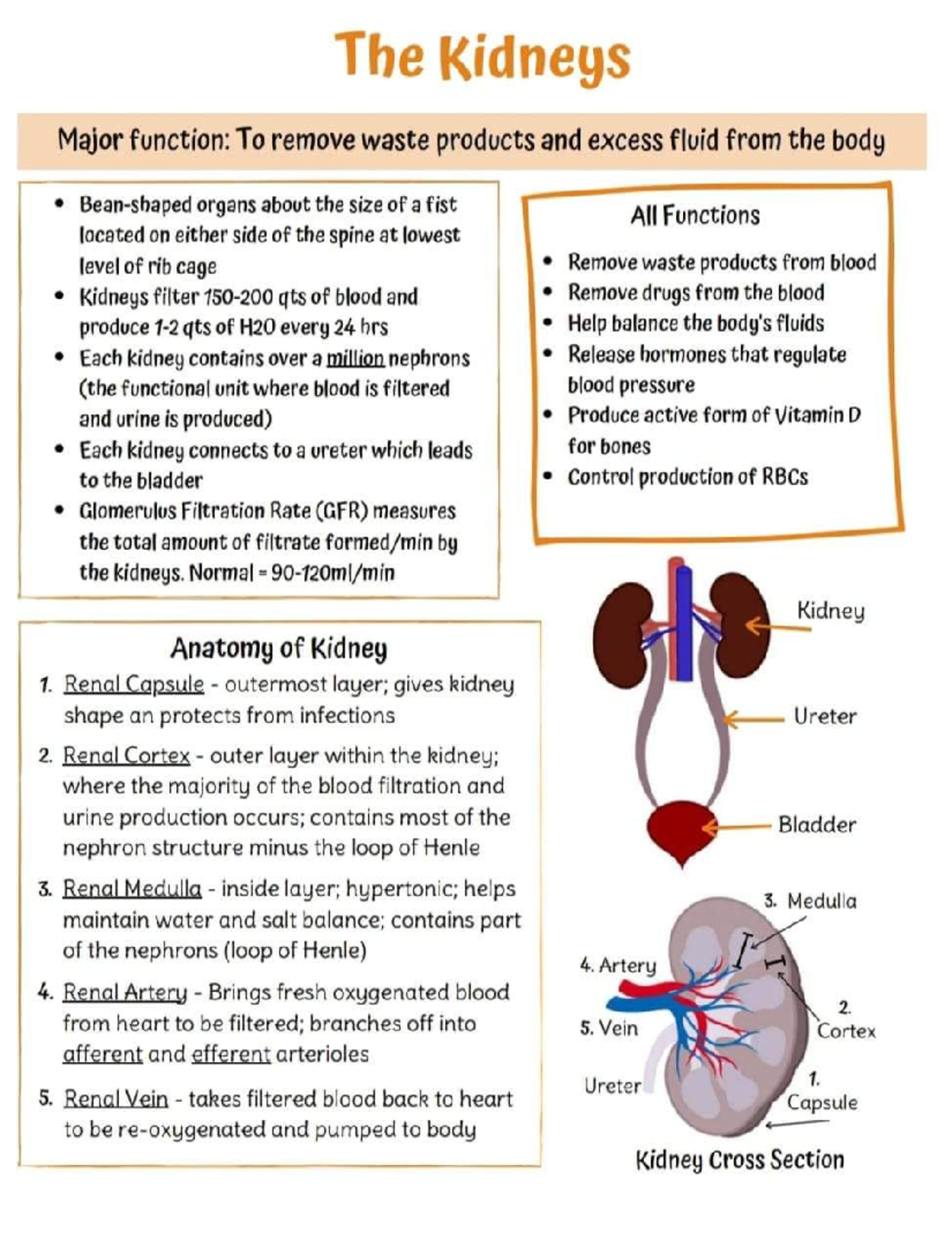 Renal - Medical Surgical Nursing - Studocu