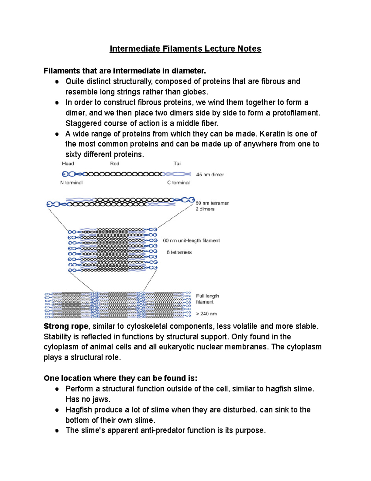 Intermediate Filaments Lecture Notes - Intermediate Filaments Lecture ...