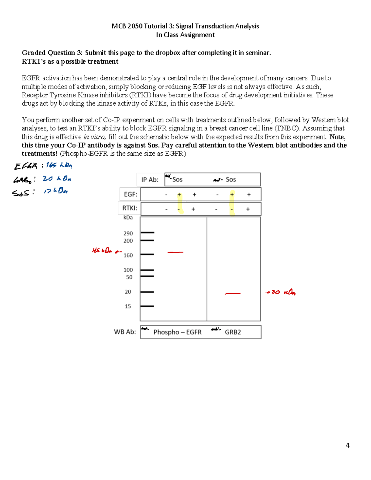 F23-Signal transduction-Seminar 3-PDF - MCB 2050 Tutorial 3 : Signal Transduction Analysis In ...