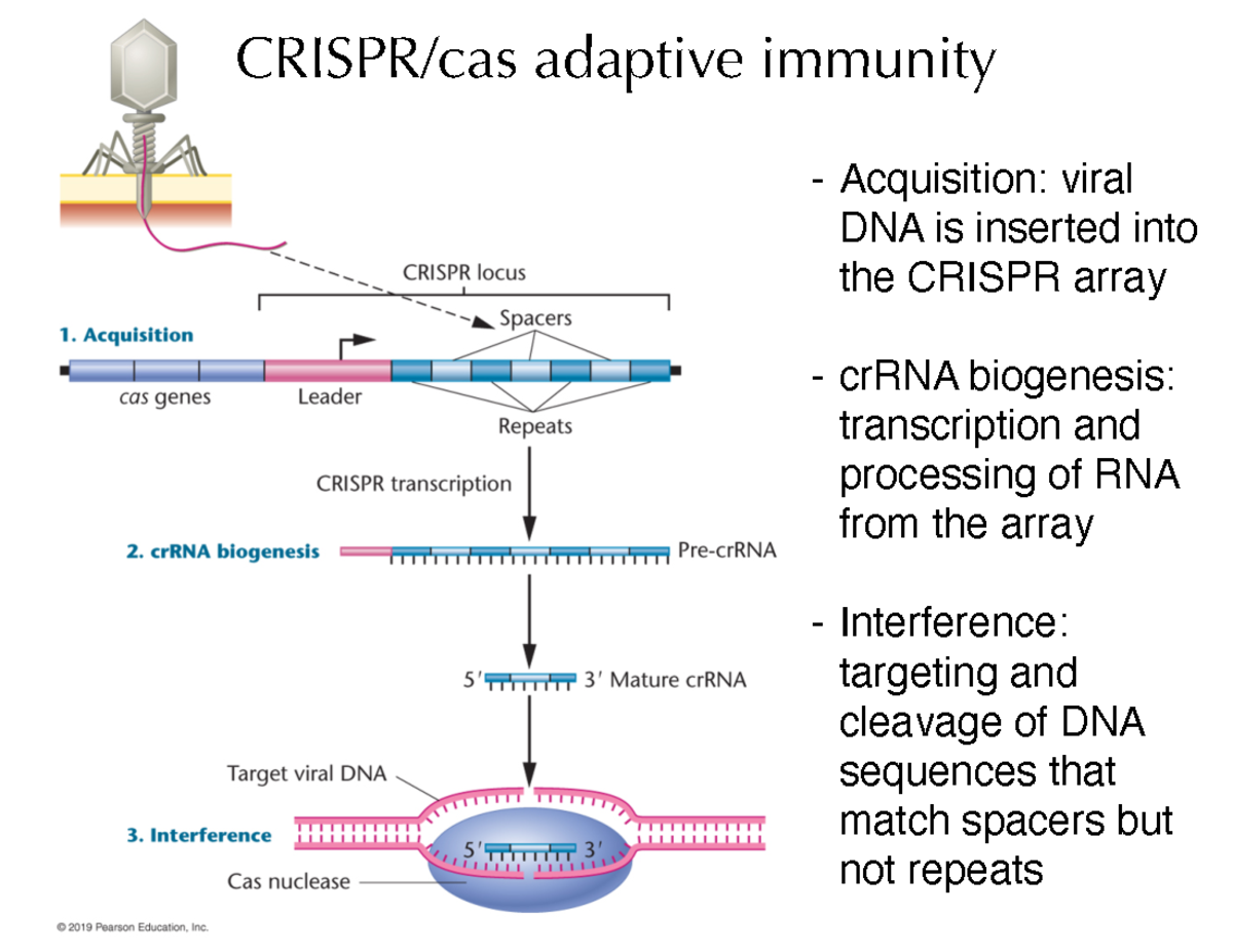 Genetics lec36 11 22 21 - Acquisition: viral DNA is inserted into the ...