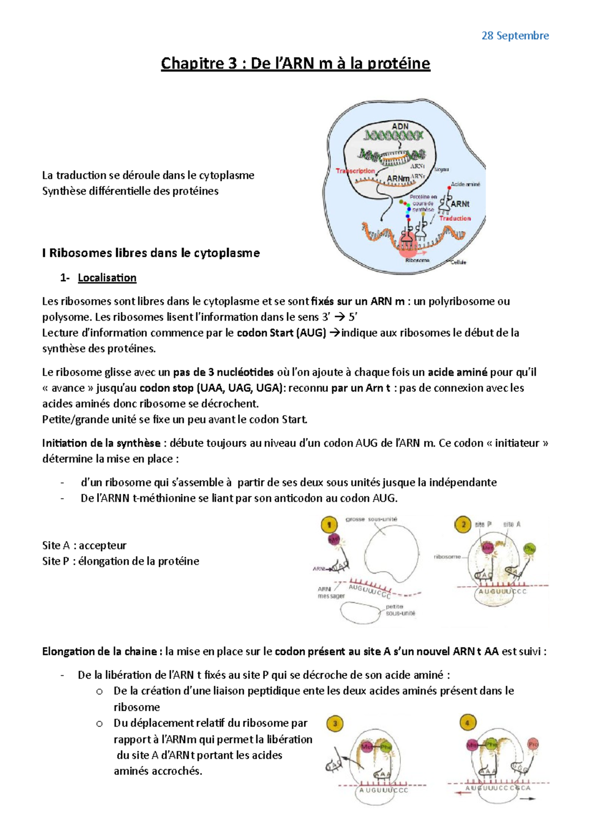 4. Chapitre 3 ribosome, rel et rer - 28 Septembre Chapitre 3 : De l’ARN ...