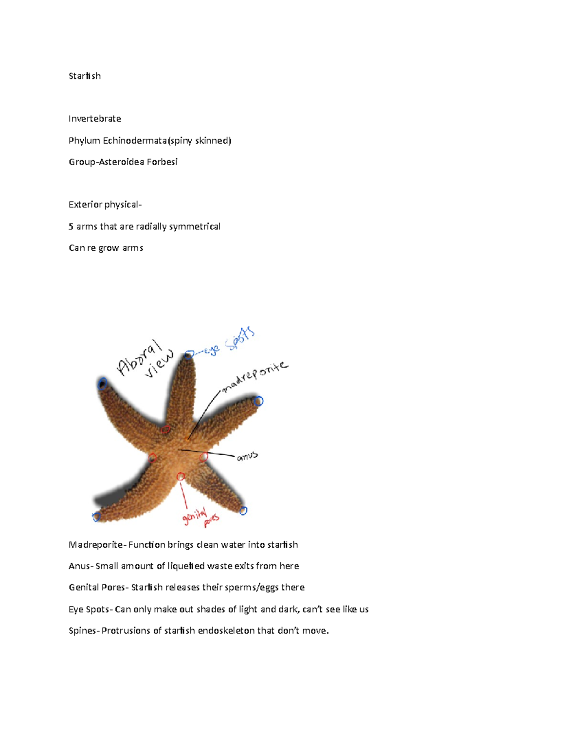 Endoskeleton Starfish