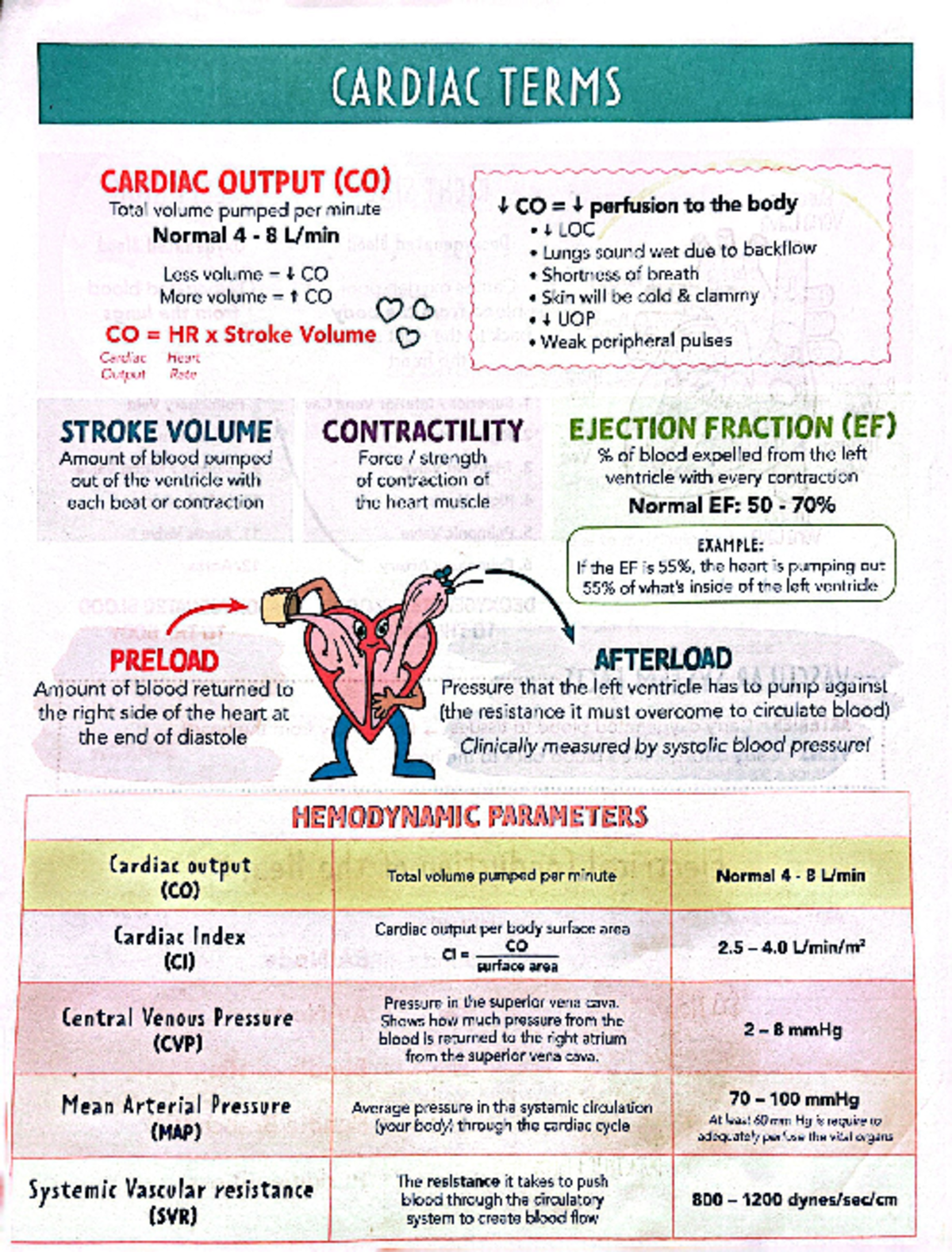 Cardiac - notes - BIOL 281 - Studocu