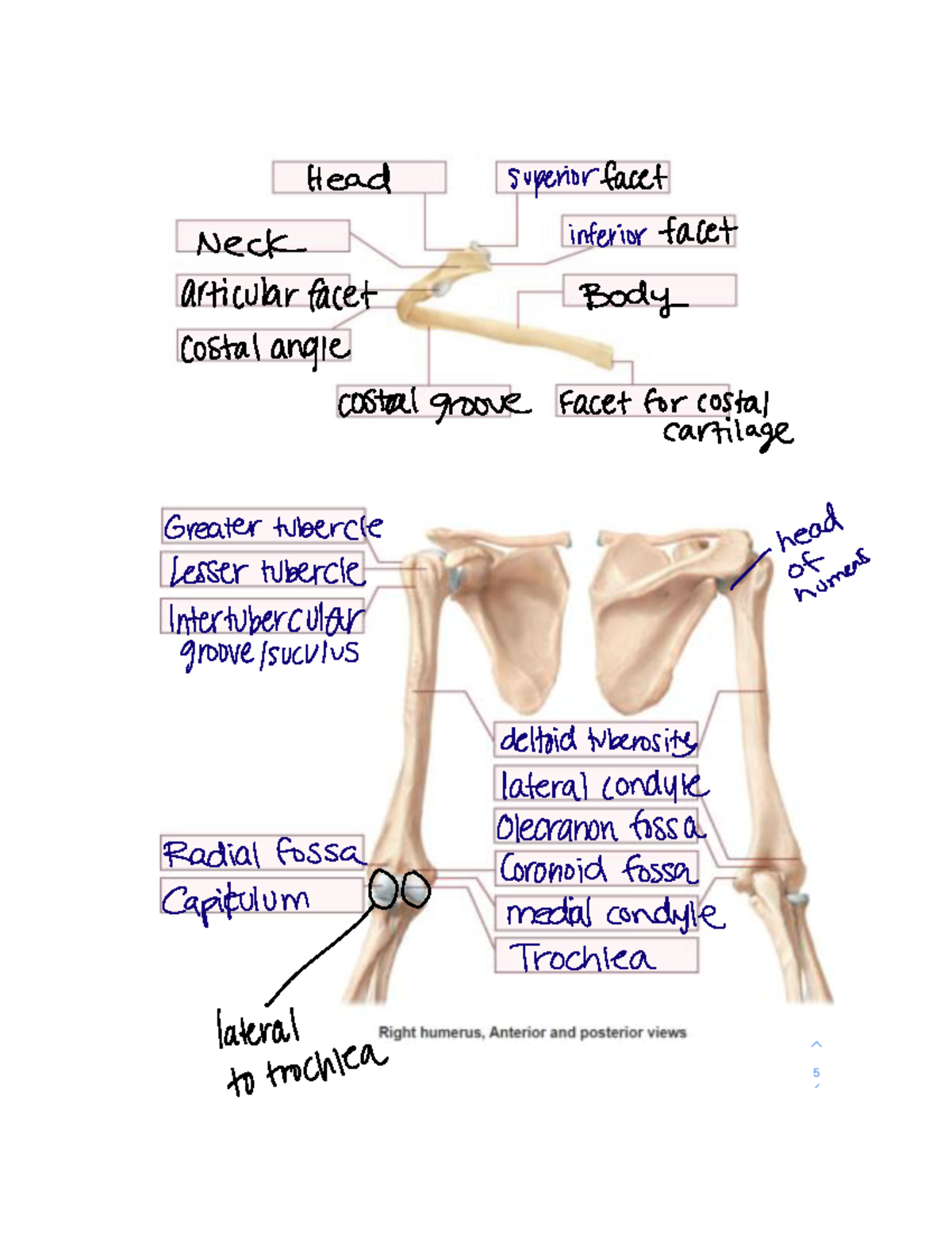 Exam 1 Diagrams Answers - Head superiorfacet Neck inferior facet ...