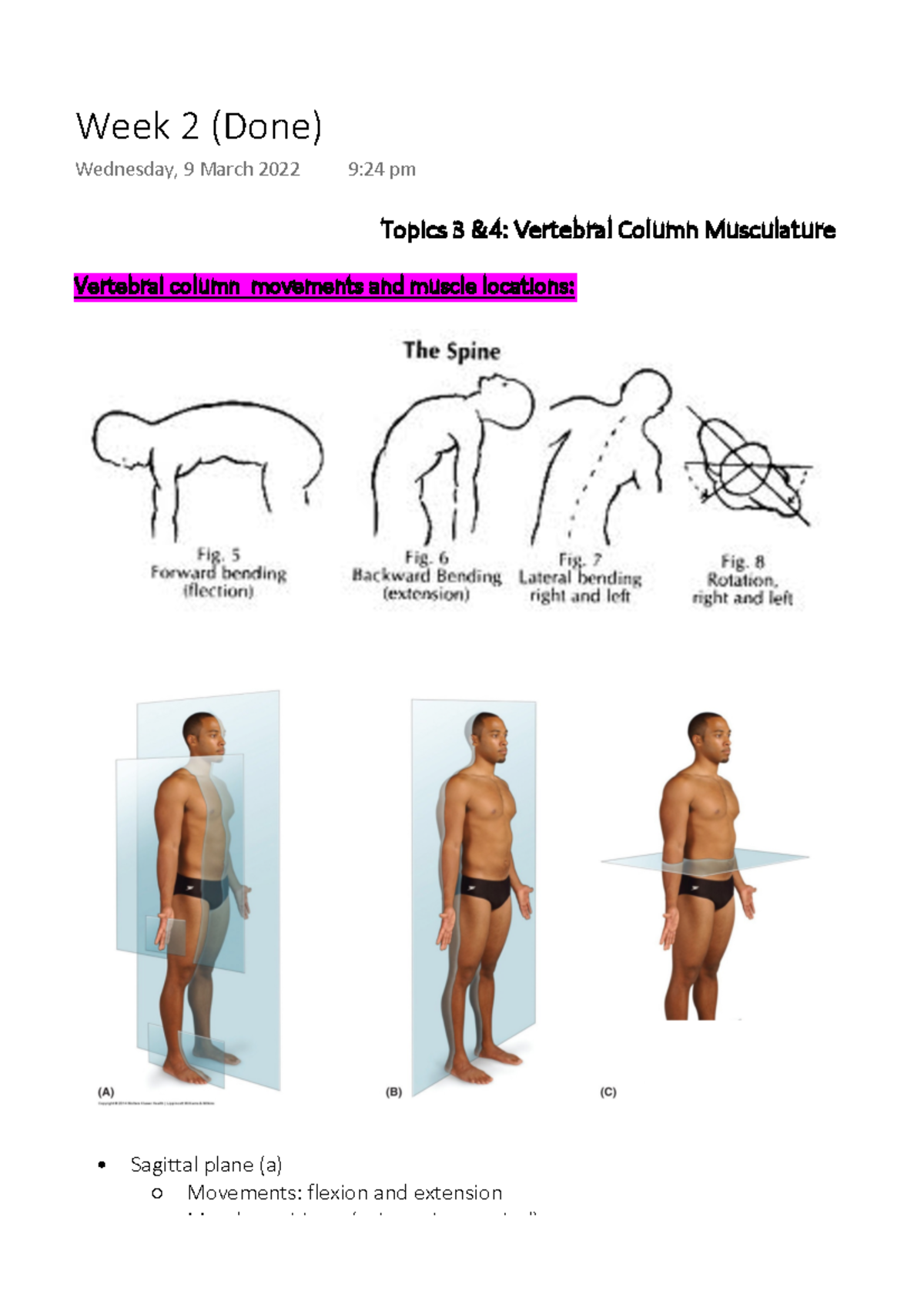 Week 2 LECTURE NOTES - Topics 3 & 4 : Vertebral Column Musculature ...