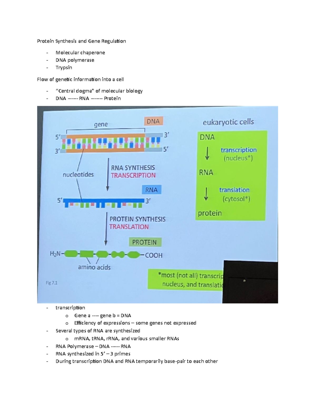 Cell bio lecture 8 notes - Protein Synthesis and Gene Regulation ...