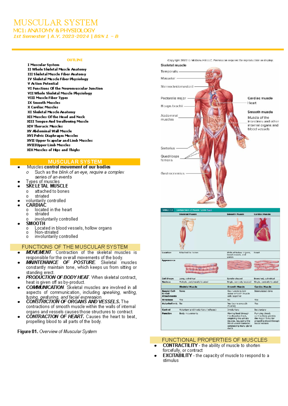 Muscular System group 6 - MUSCULAR SYSTEM MC1: ANATOMY & PHYSIOLOGY 1st ...