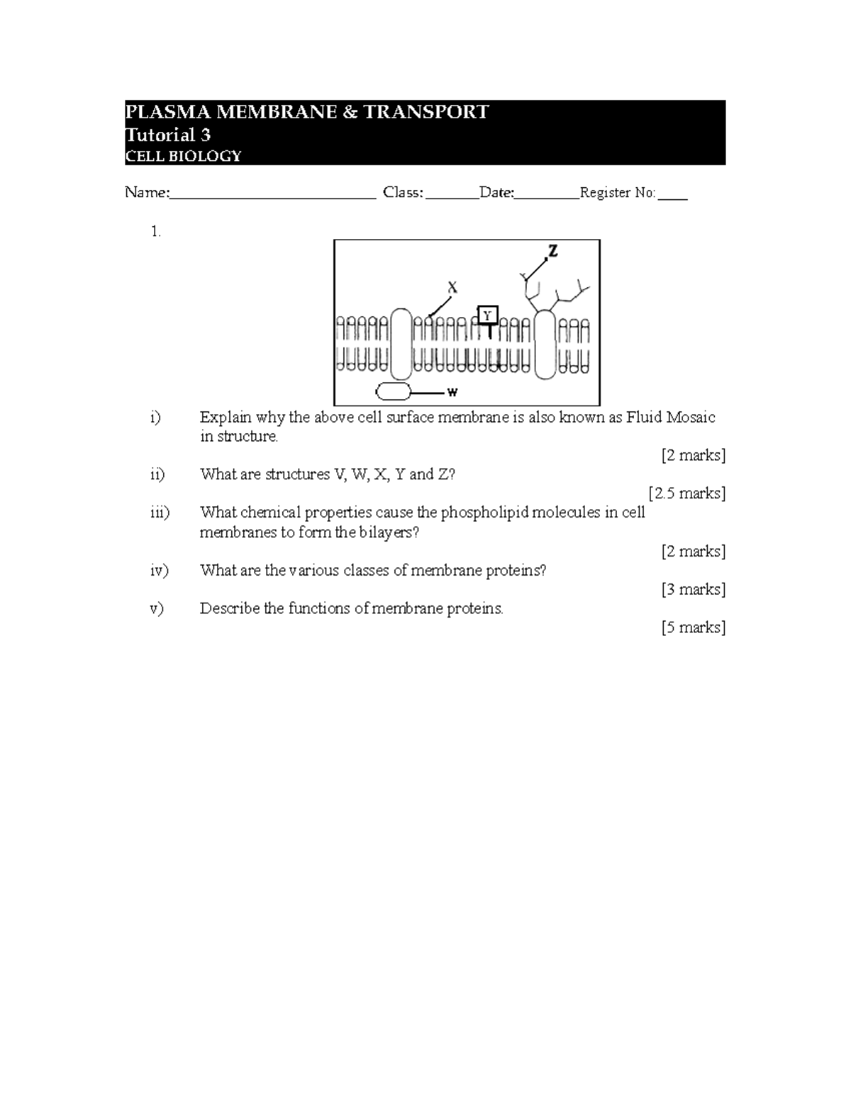 Cell B Tut3 upload - PLASMA MEMBRANE & TRANSPORT Tutorial 3 CELL ...