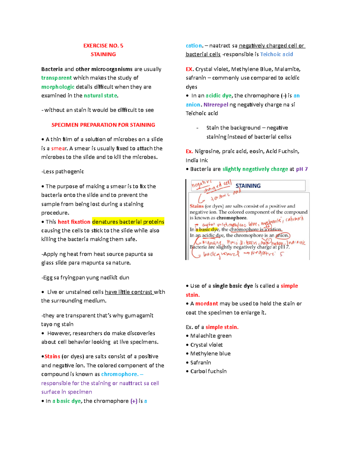 Phmplab - Prelim PHMP topic 2 - EXERCISE NO. 5 STAINING Bacteria and ...