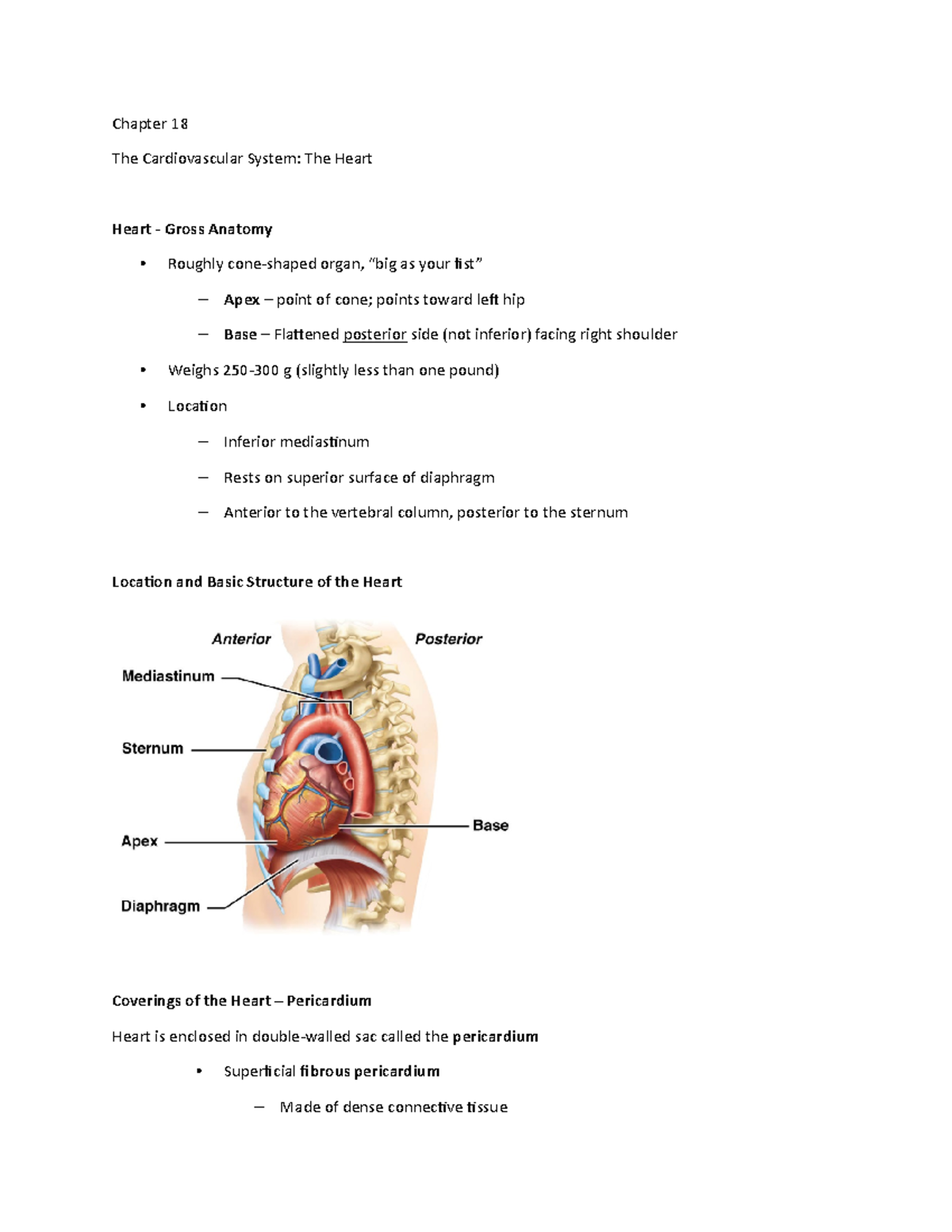 7 Chapter 18 The Cardiovascular System The Heart Packet Answers