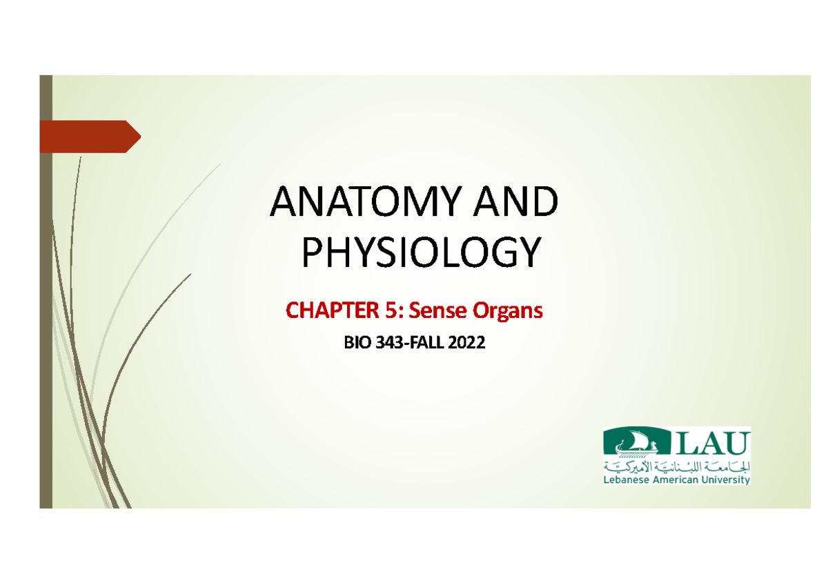 Chapter 5 - DDD - ANATOMY AND PHYSIOLOGY CHAPTER 5: Sense Organs BIO ...