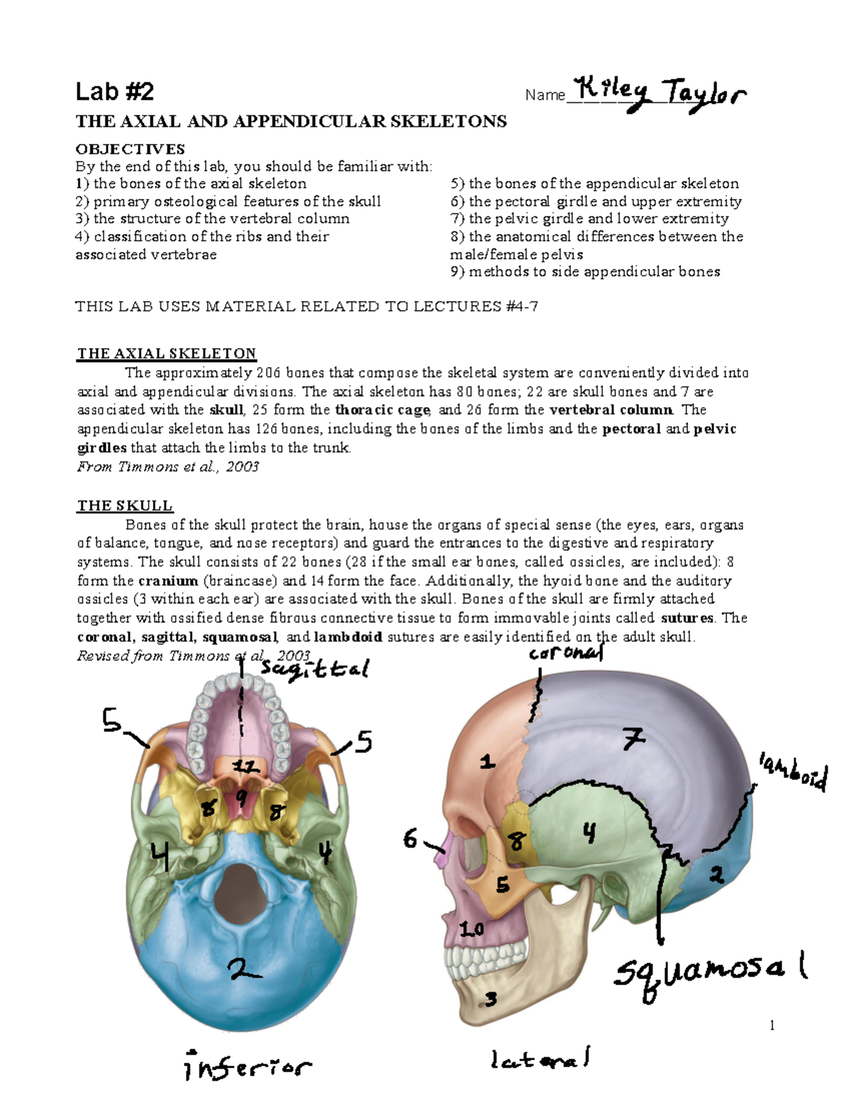 Lab2 Axial And Appendicular Skeletons 1 Lab 2 Name