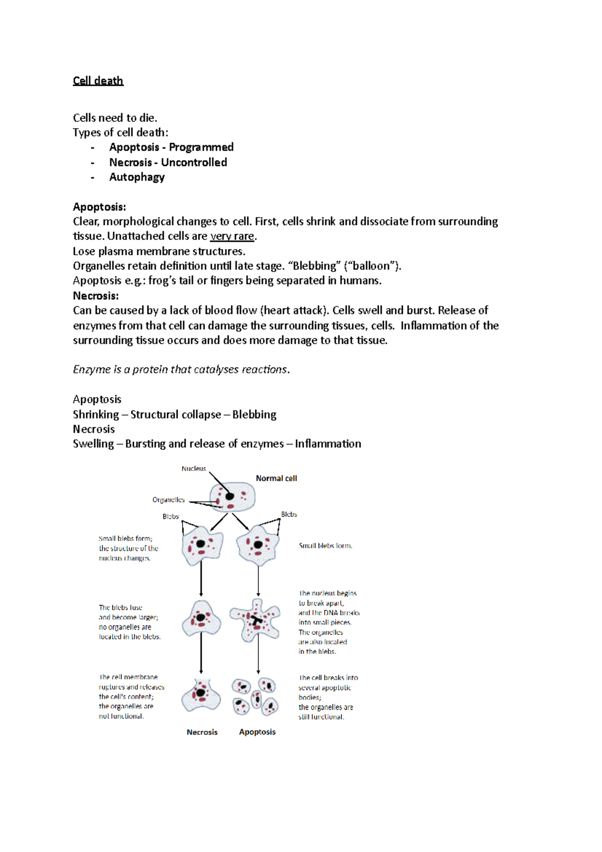 Cell death - Cell death Cells need to die. Types of cell death ...