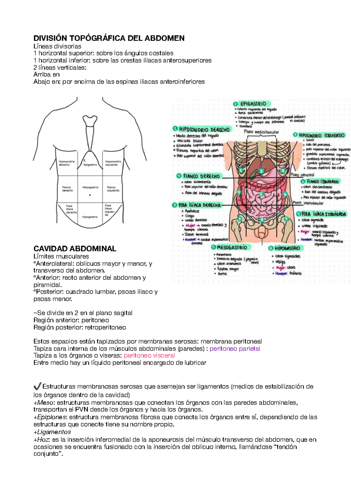 Anatomía 5-08 - resumen - DIVISIÓN TOPÓGRÁFICA DEL ABDOMEN Líneas ...