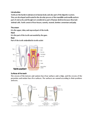 Development OF THE Teeth AND Their Supporting Structures (final ...