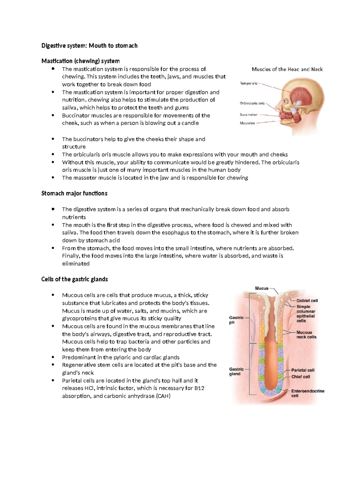 Digestive system assessment 1B - Digestive system: Mouth to stomach ...