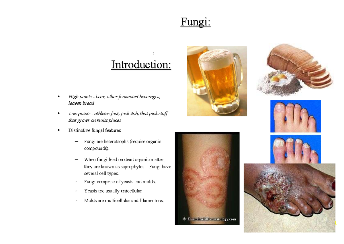 Fungi and its introduction - Fungi: : Introduction: High points - beer ...