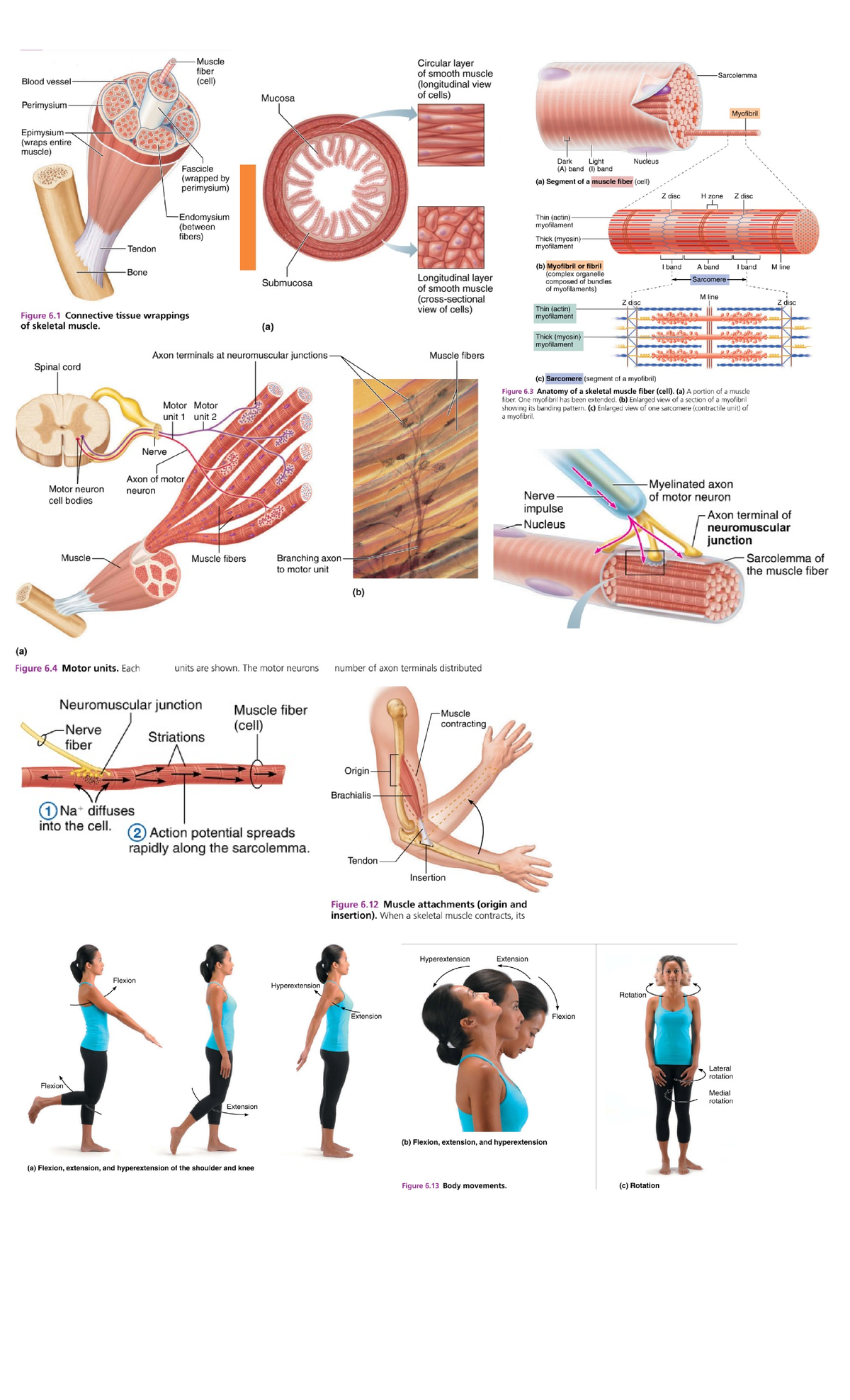 Muscular-System - Muscular system notes - nursing - Studocu