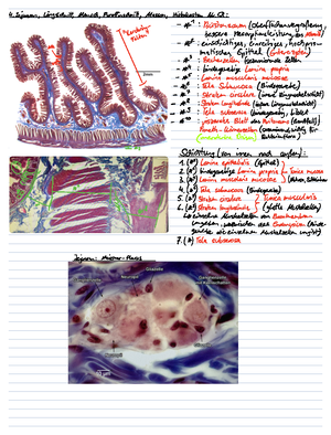 Grundlagen Histo Zusammenfassung - Definition Grundbegriffe Einteilung in vier Grundgewebe - Studocu