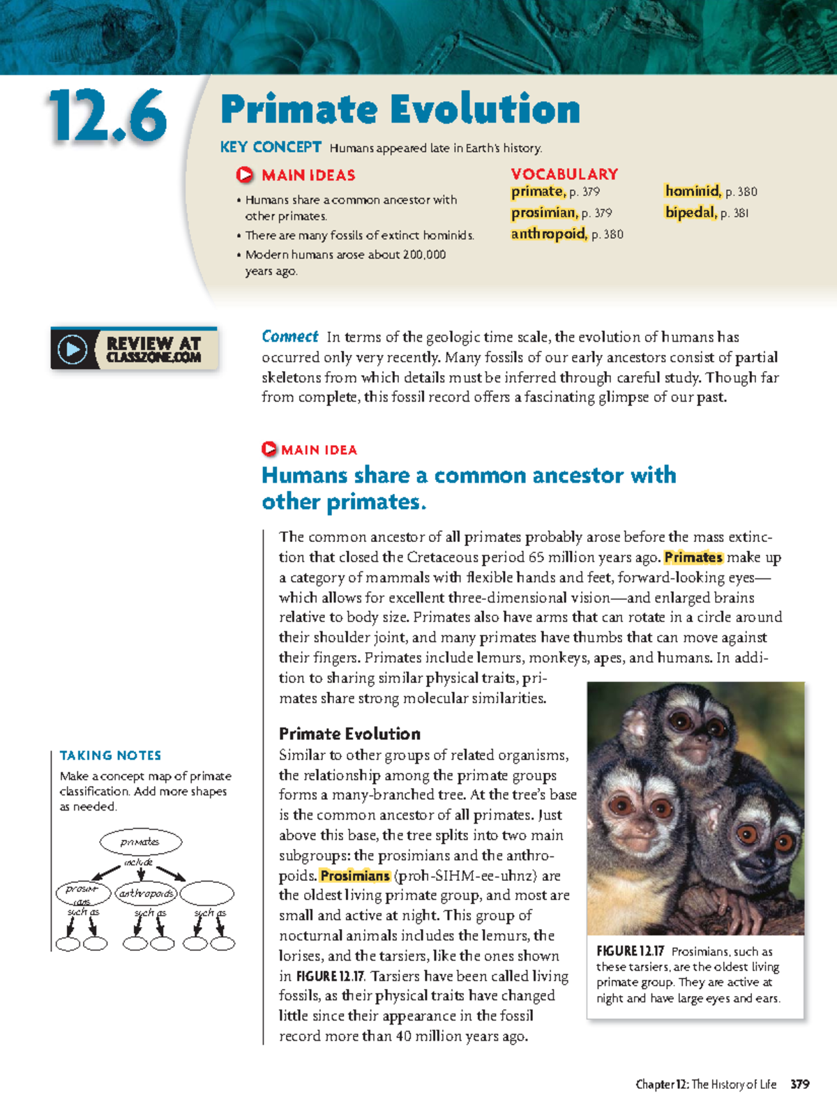 Ch. 12 section 6 - will help students - FIGURE 12 Prosimians, such as ...