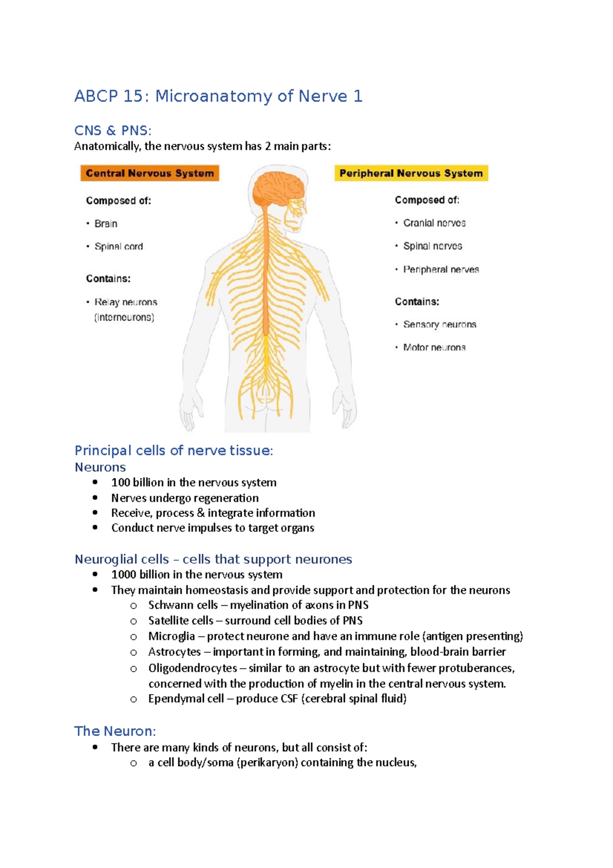 ABCP 15 - microanatomy nerve 1 - ABCP 15: Microanatomy of Nerve 1 CNS ...