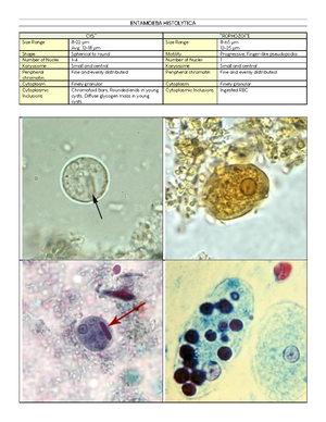 Amoeba Parasites - Medicine - Studocu