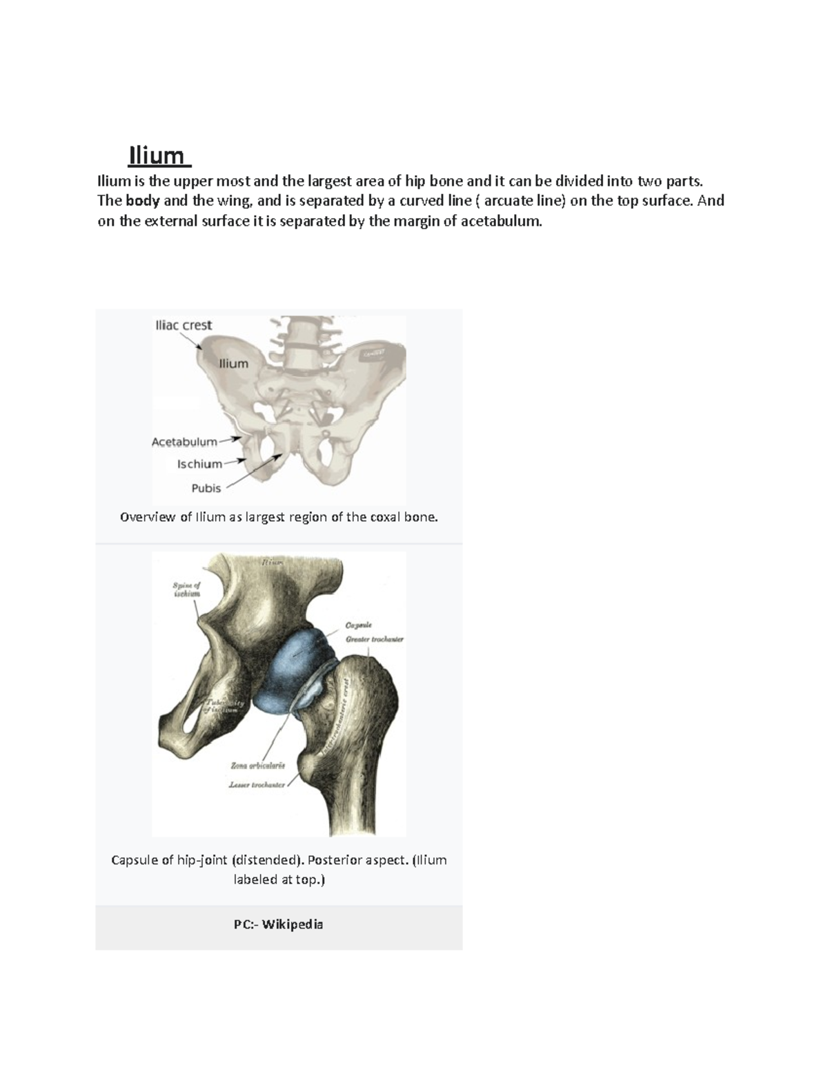 Ilium new doc 11111 - Ilium Ilium is the upper most and the largest ...