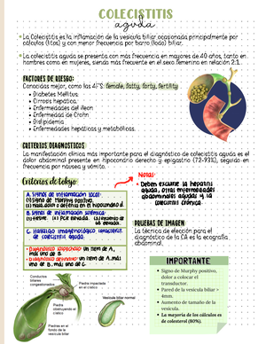 Estomago - Notas - ESTOMAGO: Anatomia: 4 regiones: Cardias, fondo ...