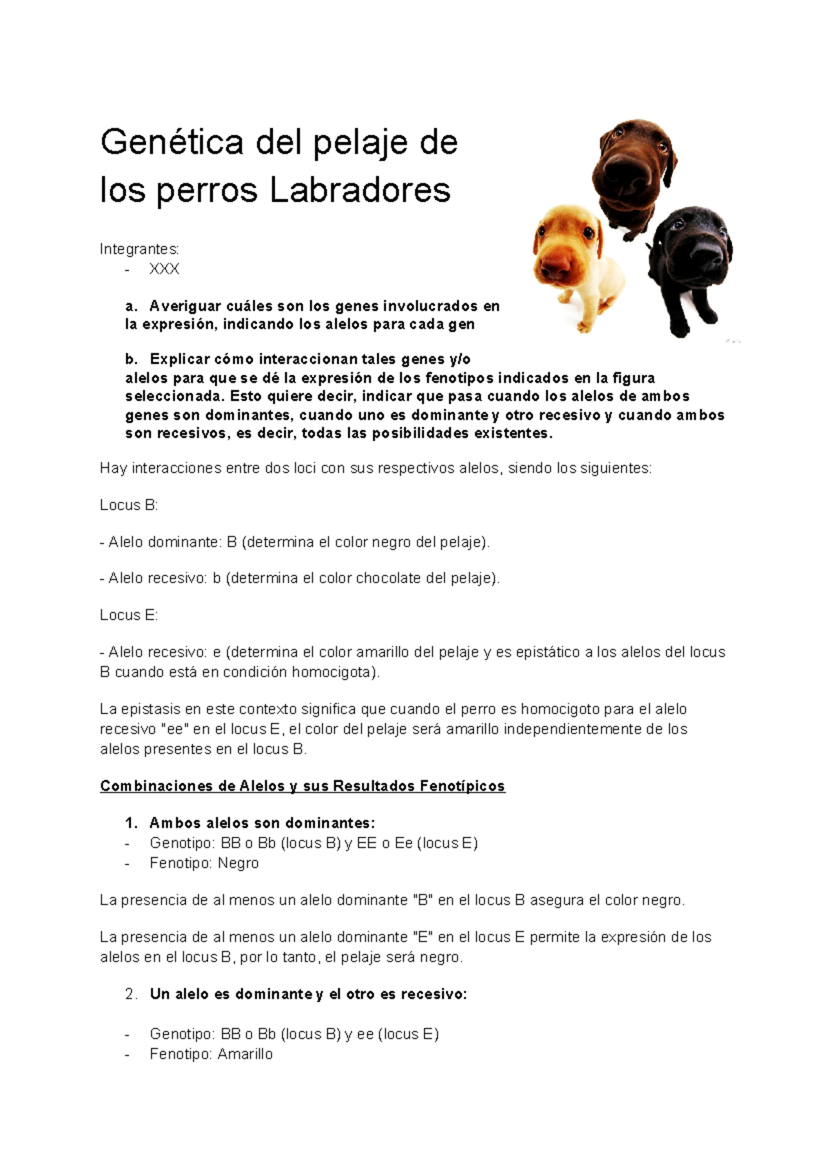 Genética de los pelaje labradores. Dominantes y recesivos - Genética ...