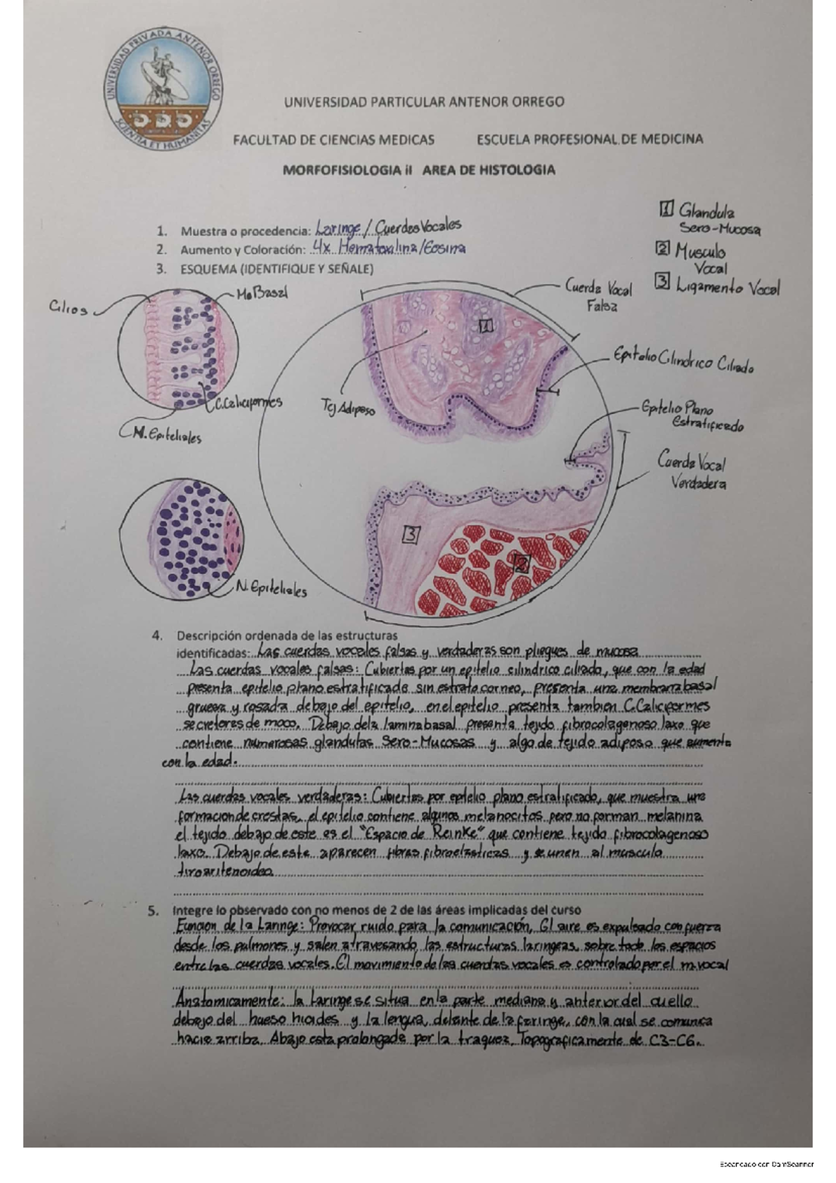 Morfo histo 2 sem 6 - Morfofisiología II - Studocu