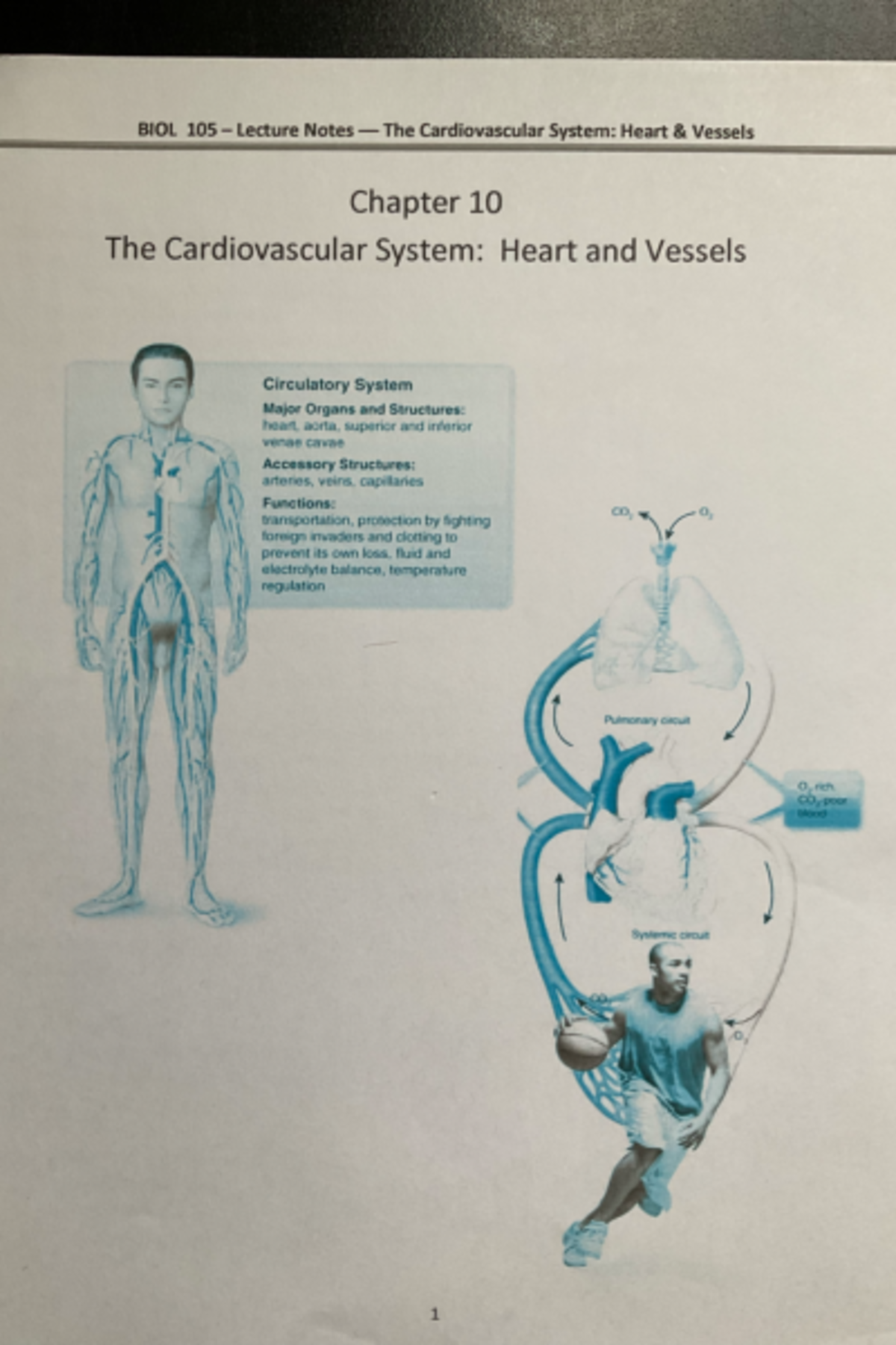 Cardiovascular system - BIOL 105 - Studocu