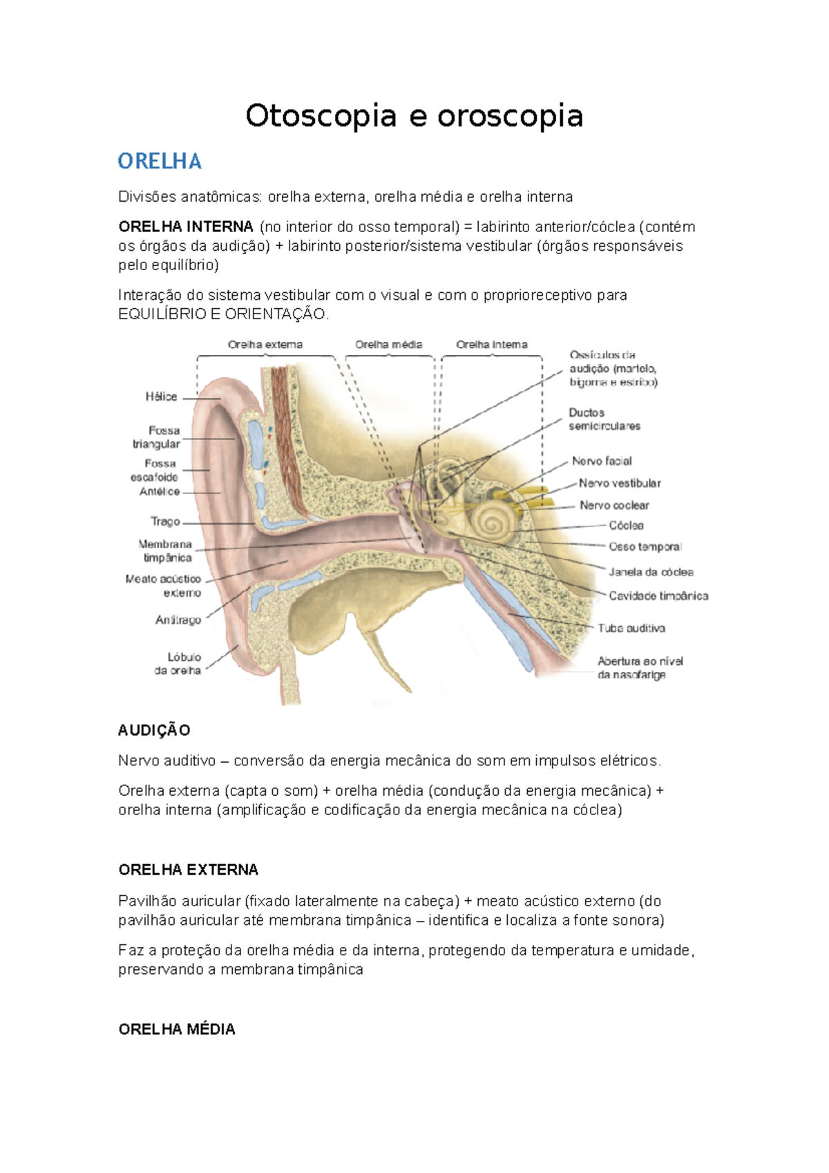 Otoscopia e Oroscopia - Otoscopia e oroscopia ORELHA Divisões ...