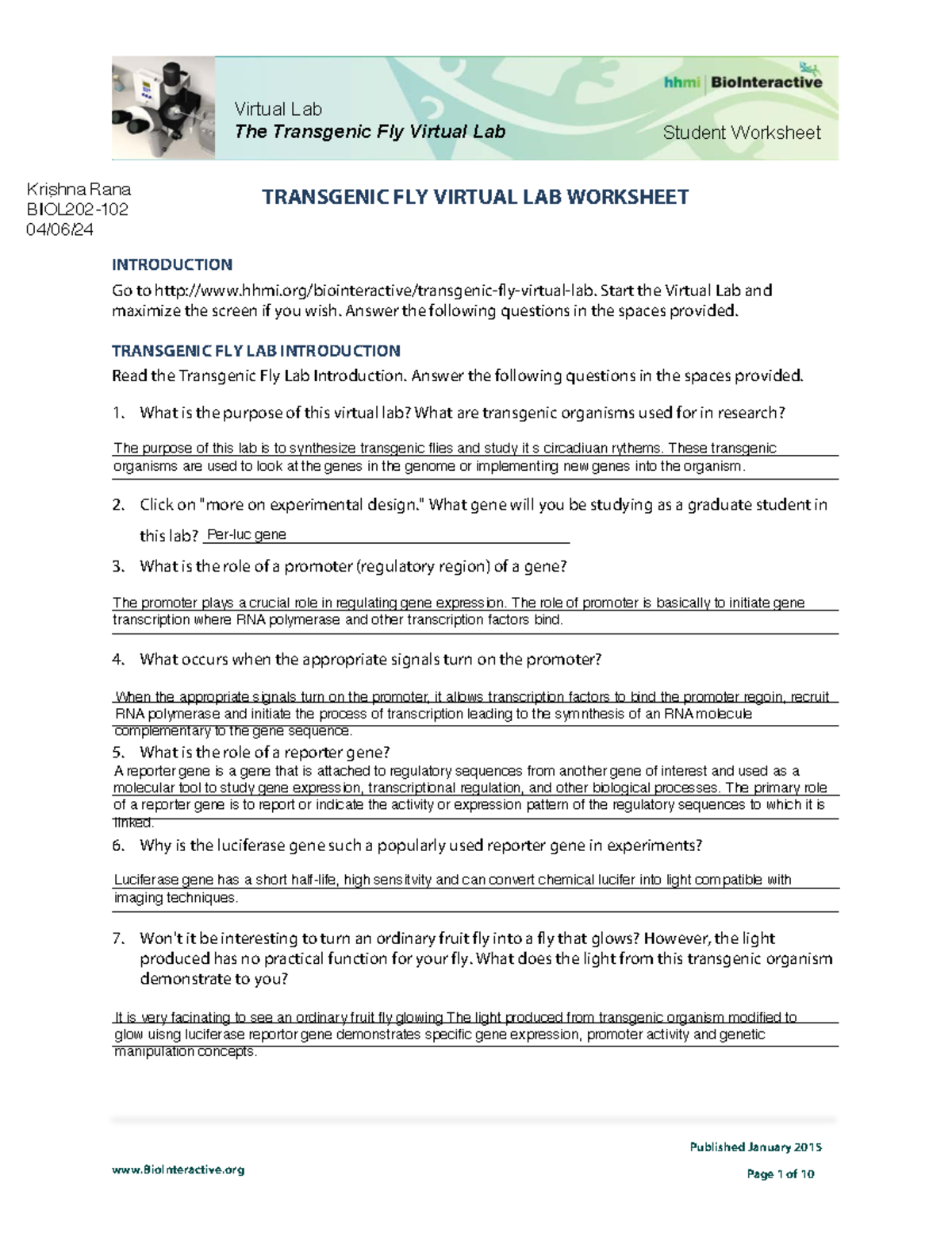 Transgenic-Fly-Pre-Lab questions - BioInteractive Published January ...