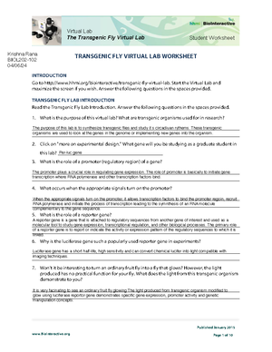 Lab Report 8 - For virtual lab on flies - Conclusions: During what Ɵme ...