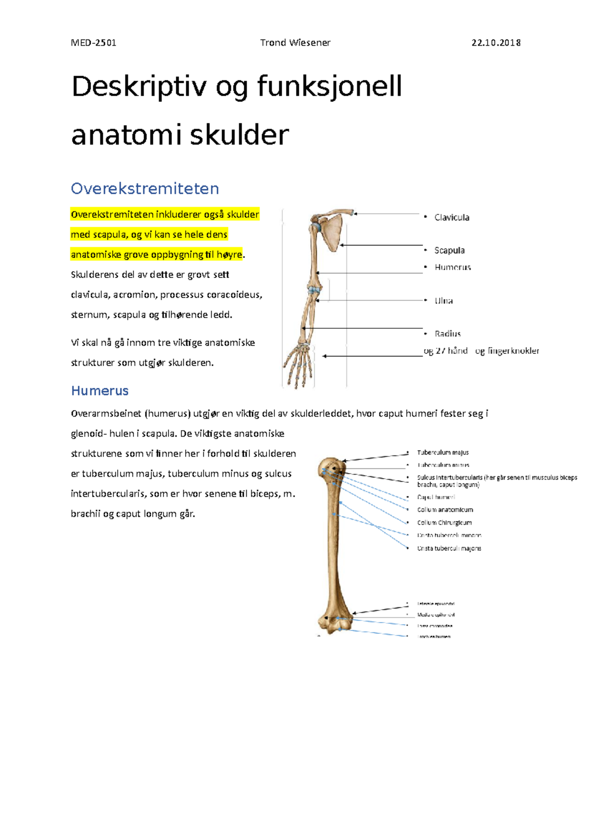 Deskriptiv og funksjonell anatomi skulder - Deskriptiv og funksjonell ...