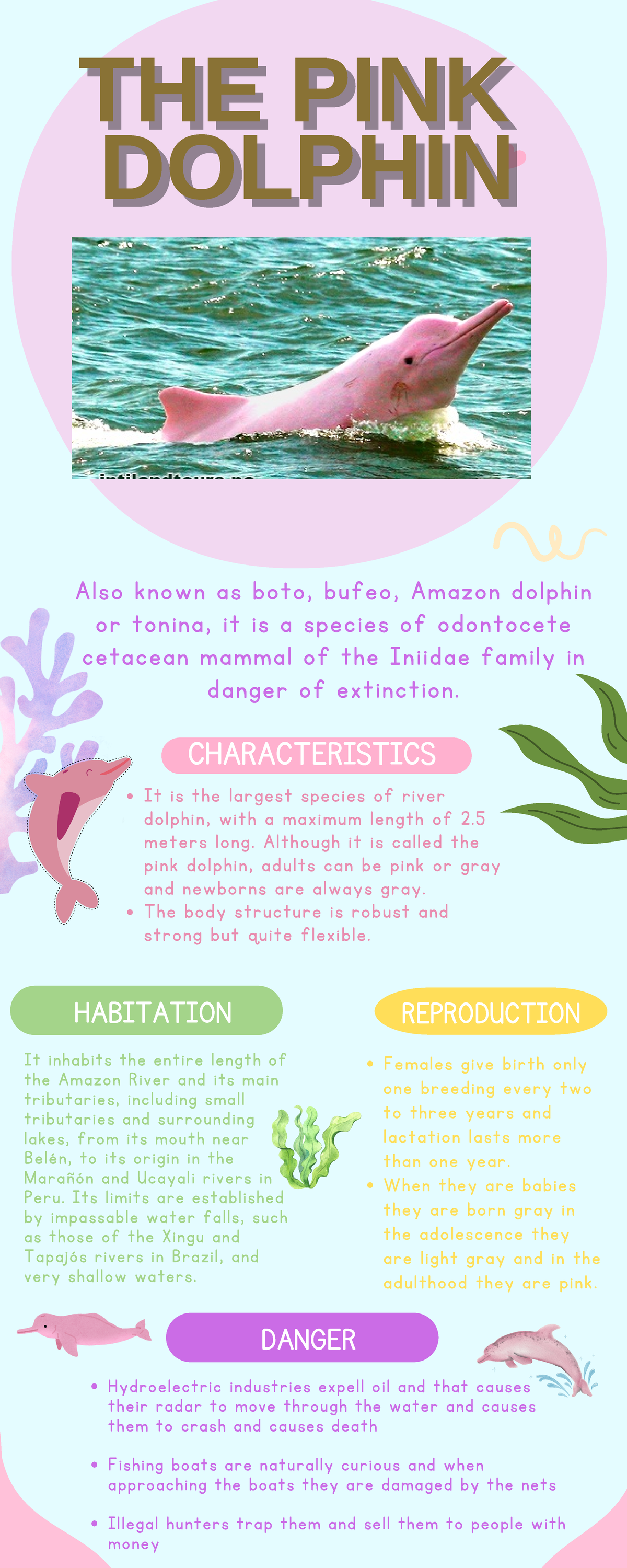 Delfin ROSA - Also known as boto, bufeo, Amazon dolphin or tonina, it ...