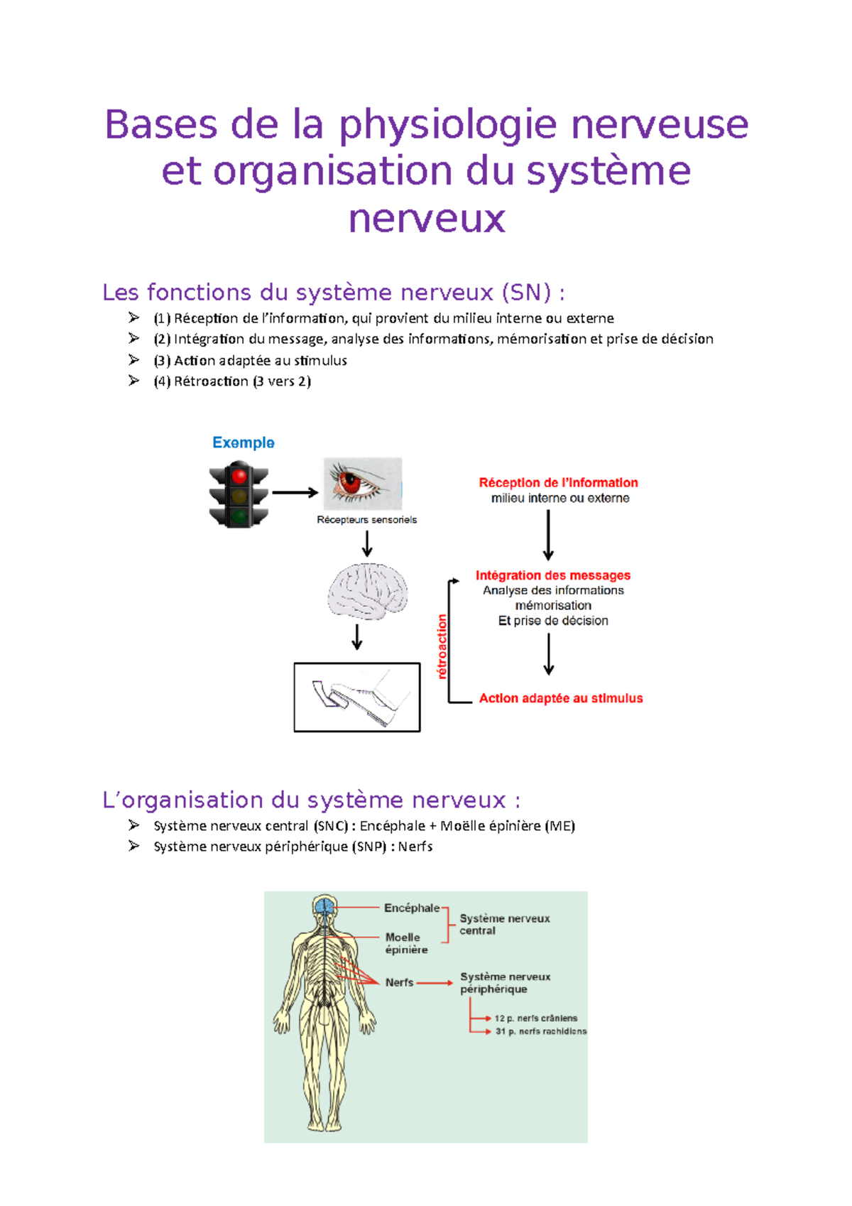 1 Bases de la physiologie nerveuse et organisation du système nerveux Djelti Fathia - Bases de ...