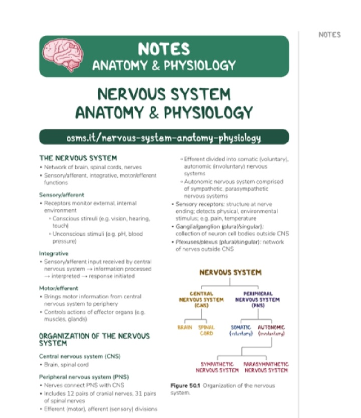 Nervous system - Summary Bsc.nursing - Studocu