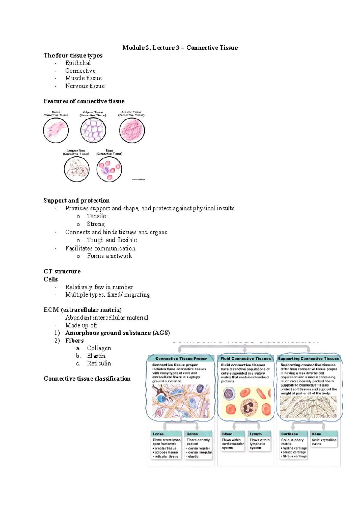 M2, L3 - Connective tissue - Module 2, Lecture 3 – Connective Tissue The four tissue types - Studocu